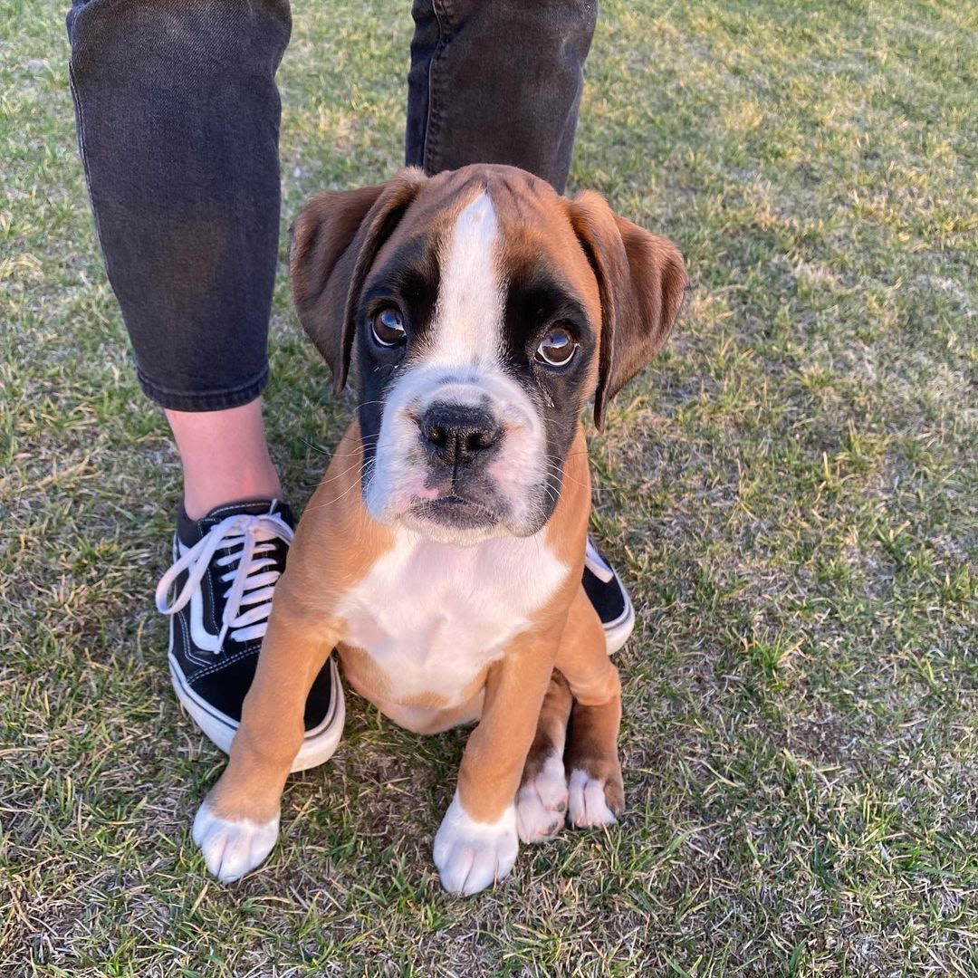 The Perfect Boxer Home